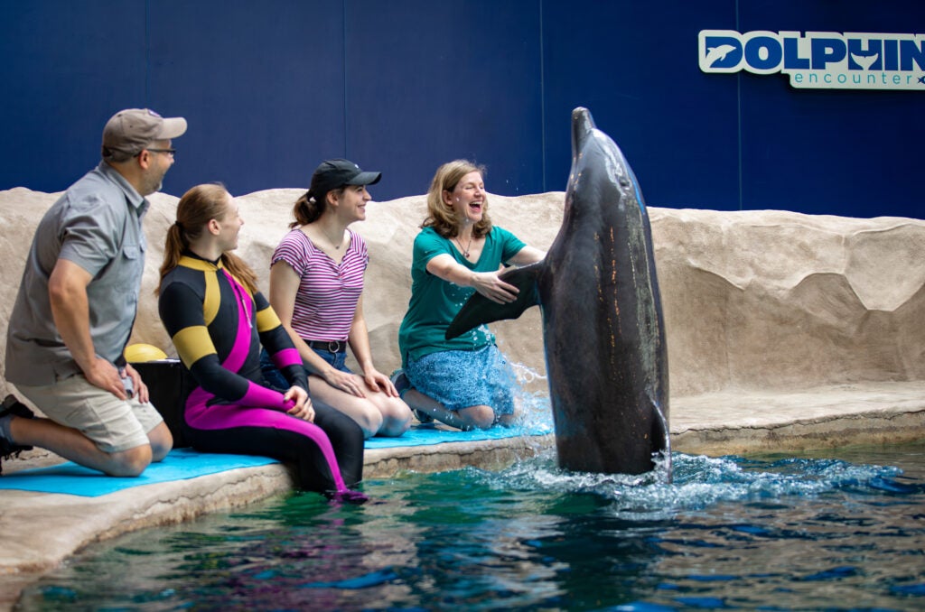 Dolphin Animal Encounter & Experience | Georgia Aquarium