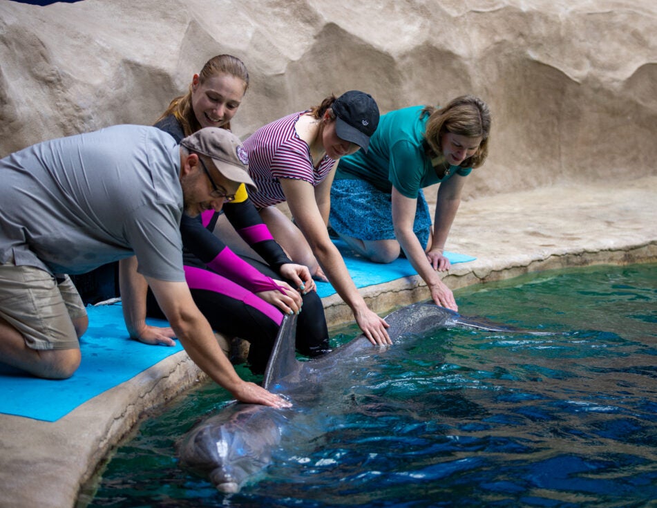 Dolphin Animal Encounter & Experience | Georgia Aquarium