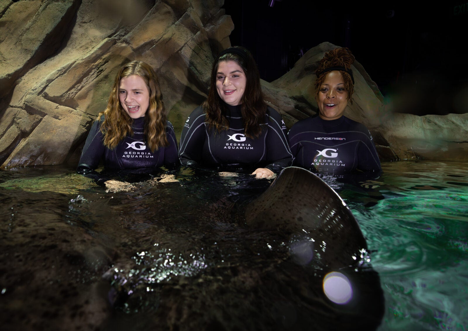 Shark and Ray Interaction | Georgia Aquarium