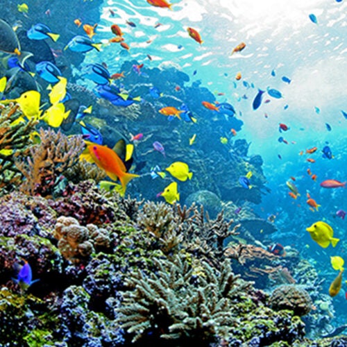 Sea Otter Webcam | Live from Georgia Aquarium | Visit Today