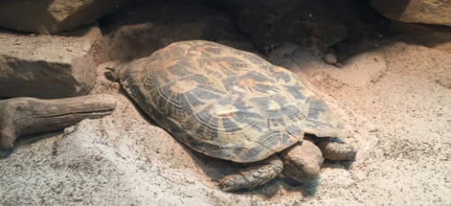African Pancake Tortoise - Georgia Aquarium