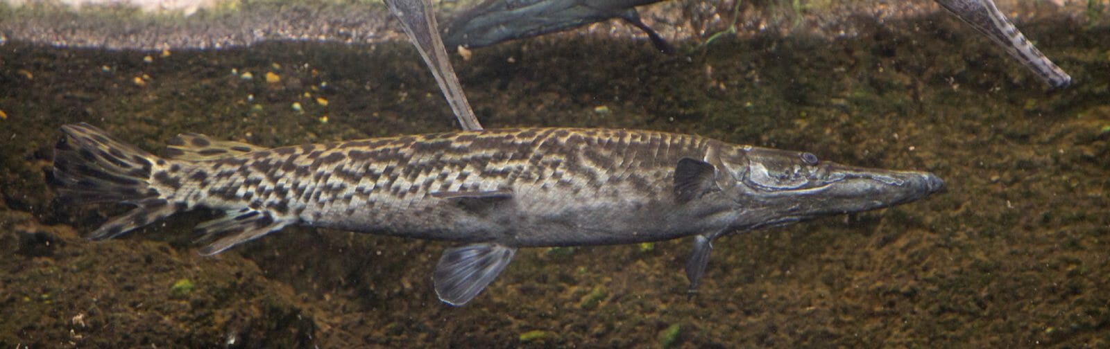 Alligator Gar - Georgia Aquarium