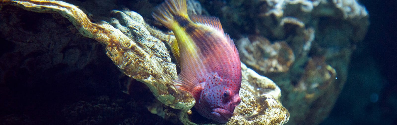 Arc-Eye Hawkfish - Georgia Aquarium