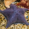 Bat Star - Georgia Aquarium
