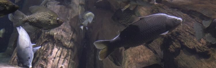 Common Carp - Georgia Aquarium
