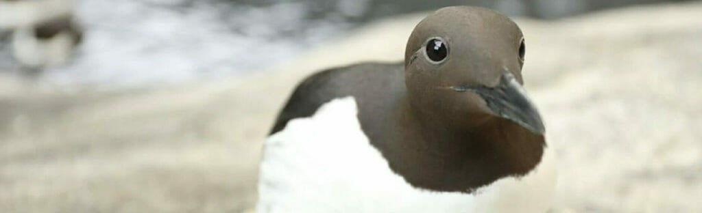 Common Murre - Georgia Aquarium