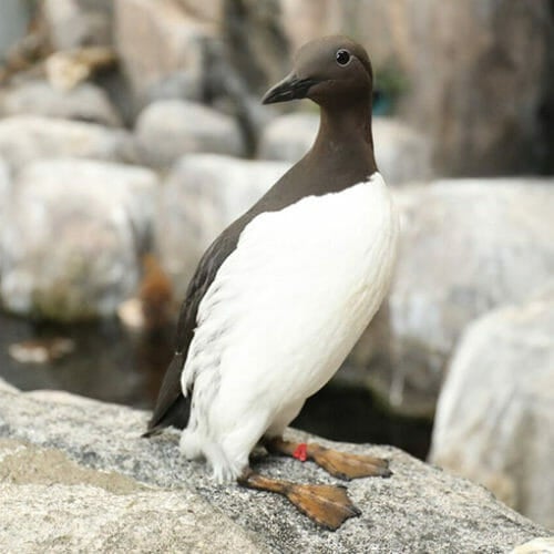 Common Murre - Georgia Aquarium