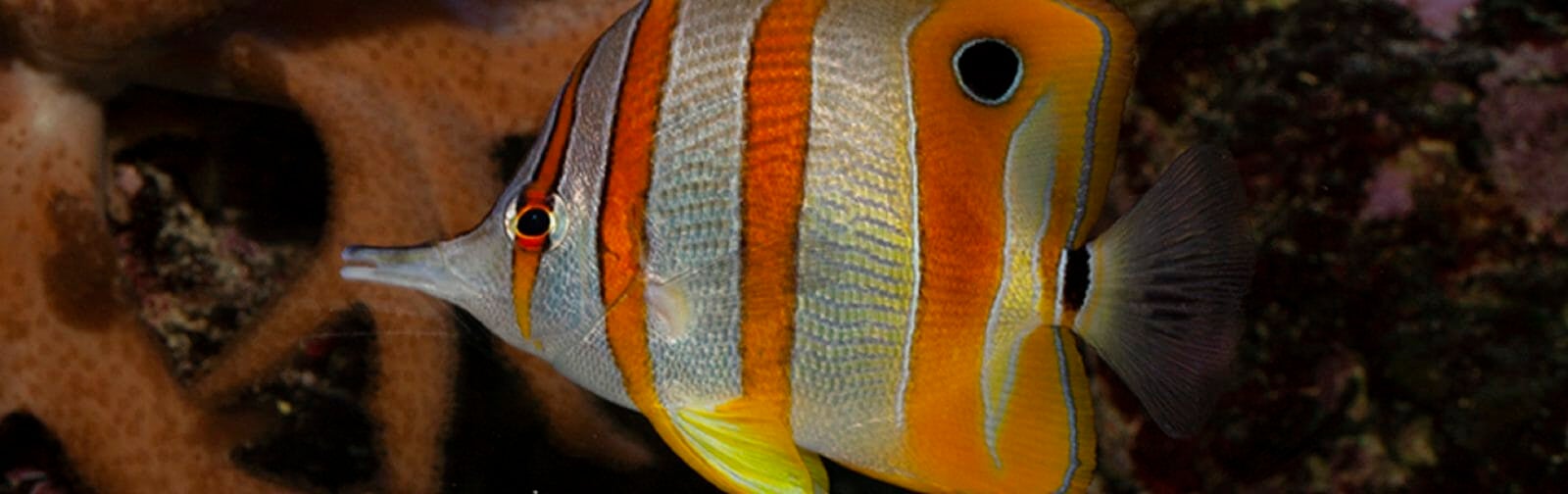 Copperband Butterflyfish - Georgia Aquarium