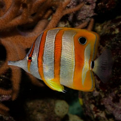 Copperband Butterflyfish - Georgia Aquarium