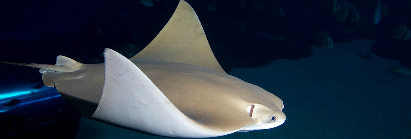 Cownose Ray - Georgia Aquarium