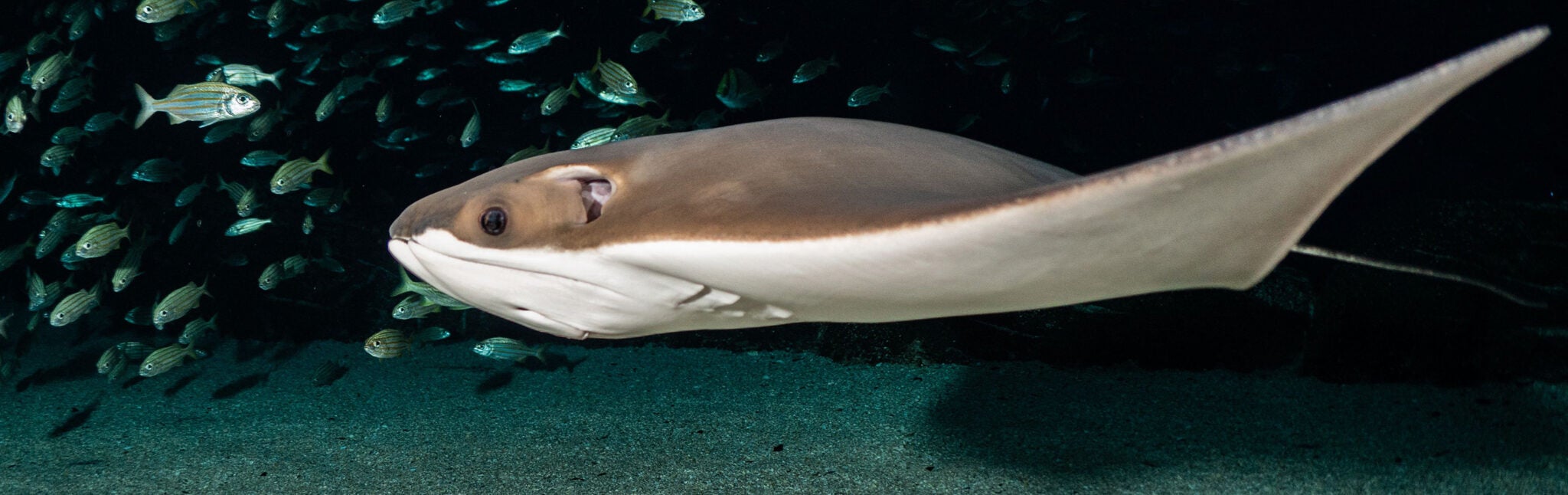 Cownose Ray - Georgia Aquarium