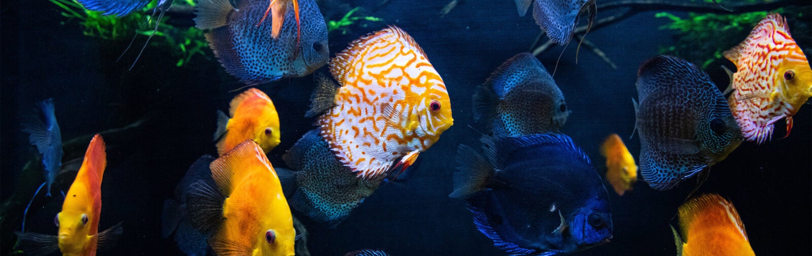 Discus - Georgia Aquarium