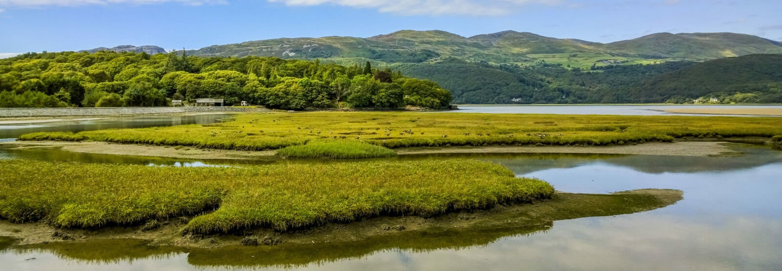 Bottlenose Wedgefish - Georgia Aquarium