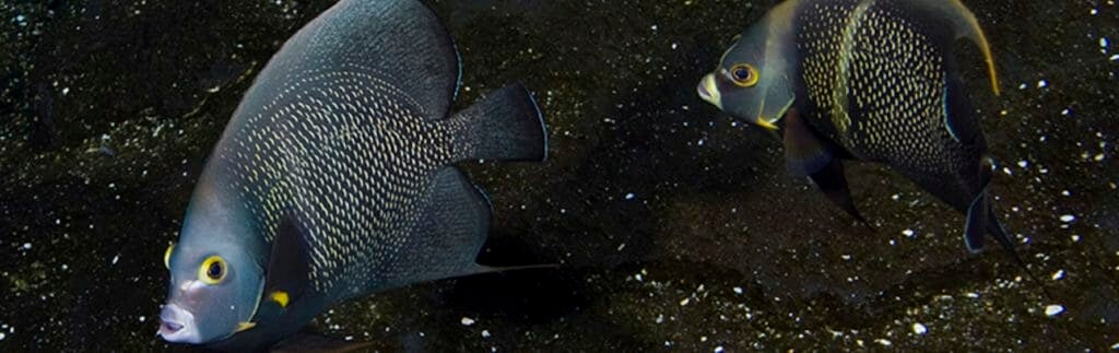 French Angelfish - Georgia Aquarium