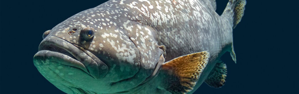 Giant Grouper - Georgia Aquarium