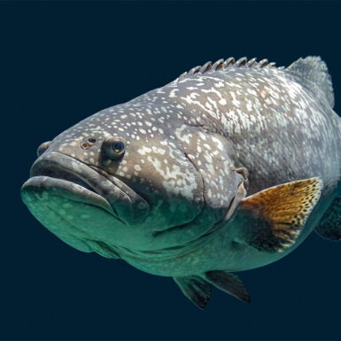 Giant Grouper - Georgia Aquarium