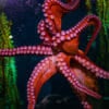 Giant Pacific Octopus - Georgia Aquarium