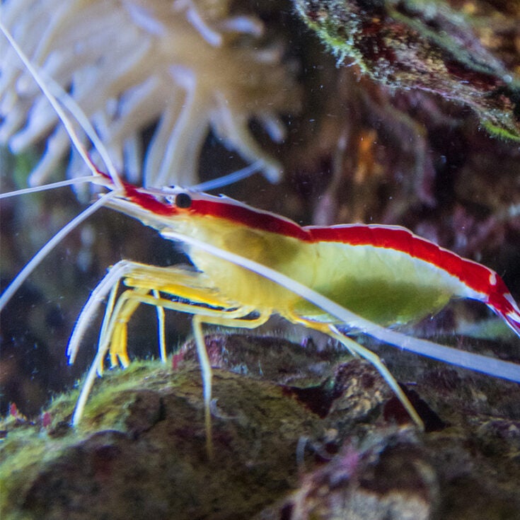 Hawaiian Cleaner Shrimp - Georgia Aquarium