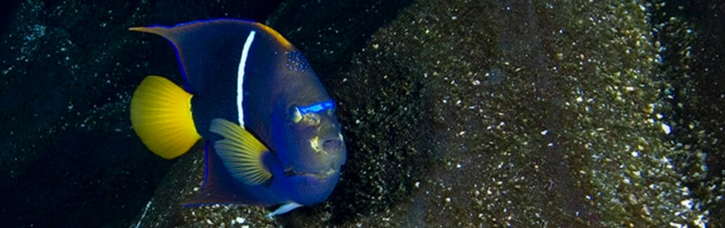 King Angelfish - Georgia Aquarium