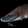 Lake Sturgeon - Georgia Aquarium