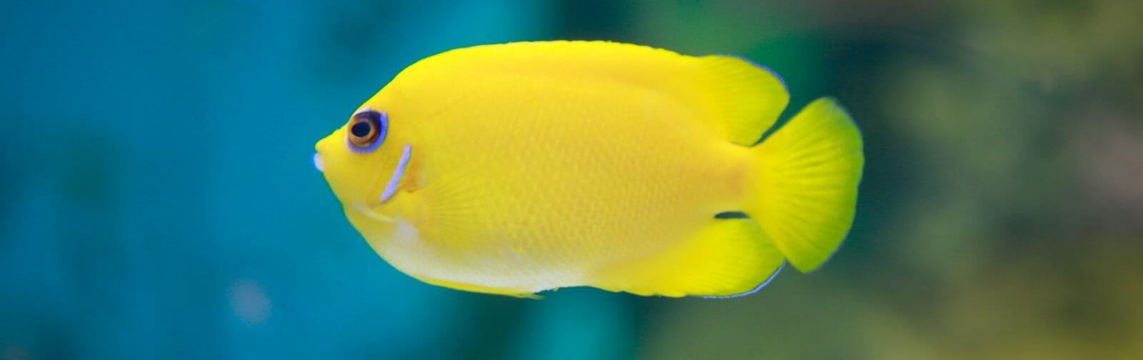 Lemonpeel Angelfish - Georgia Aquarium