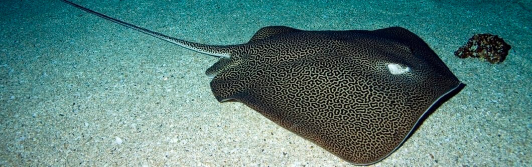 Leopard Whipray - Georgia Aquarium