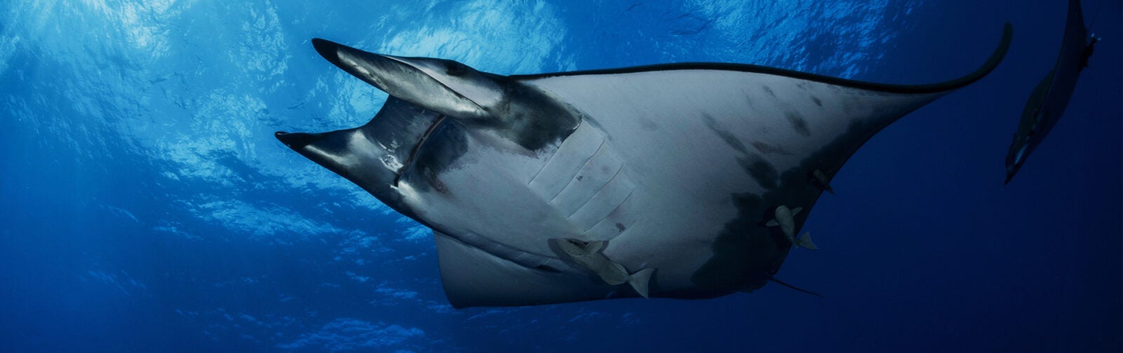 Lesser Devil Ray - Georgia Aquarium