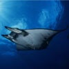 Lesser Devil Ray - Georgia Aquarium