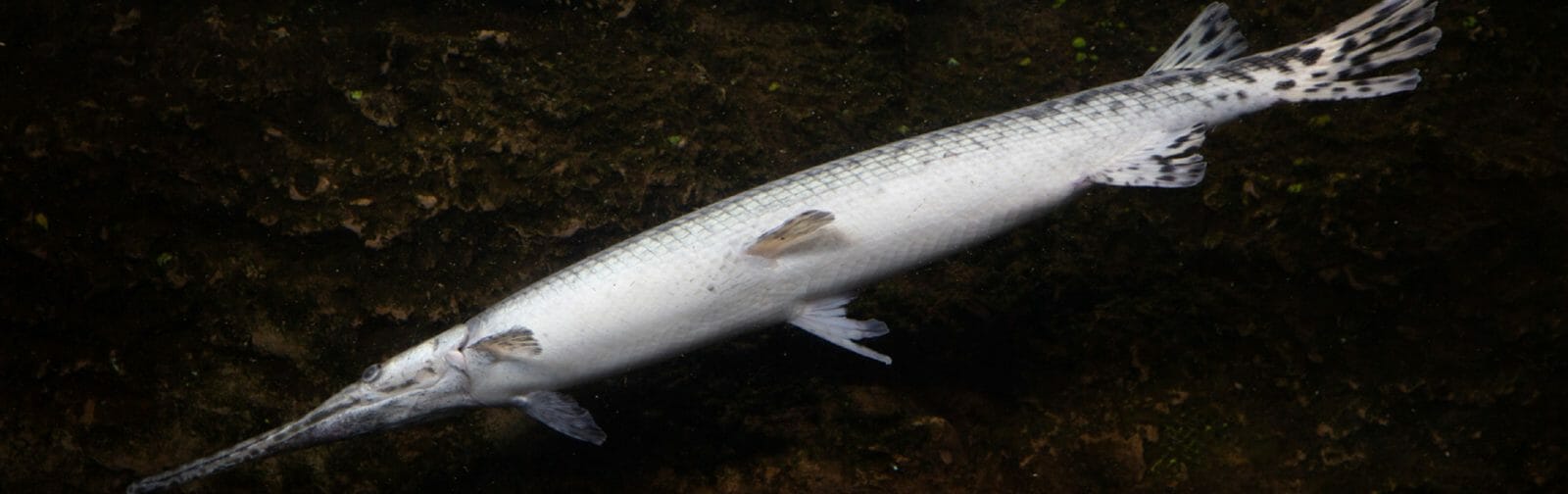 Longnose Gar - Georgia Aquarium