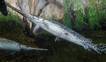 Sharks & Rays Research - Georgia Aquarium