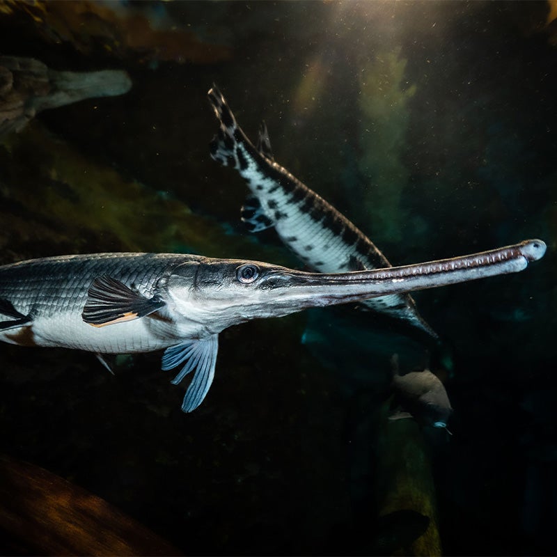 Longnose Gar - Georgia Aquarium
