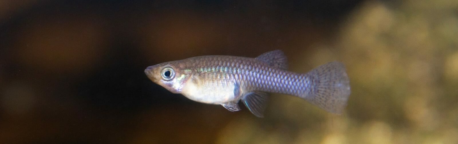 Mosquitofish - Georgia Aquarium