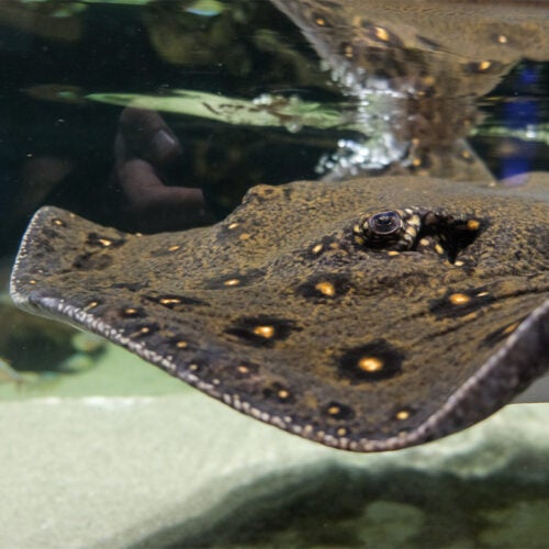 Motoro Ray - Georgia Aquarium