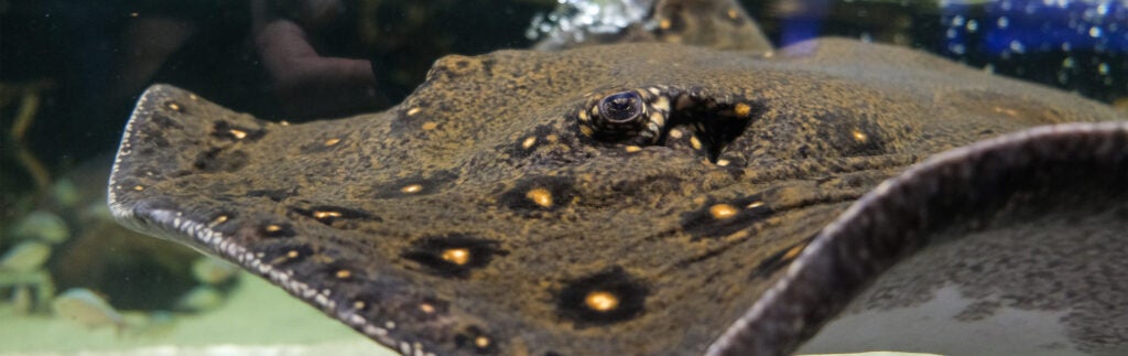 Motoro Ray - Georgia Aquarium