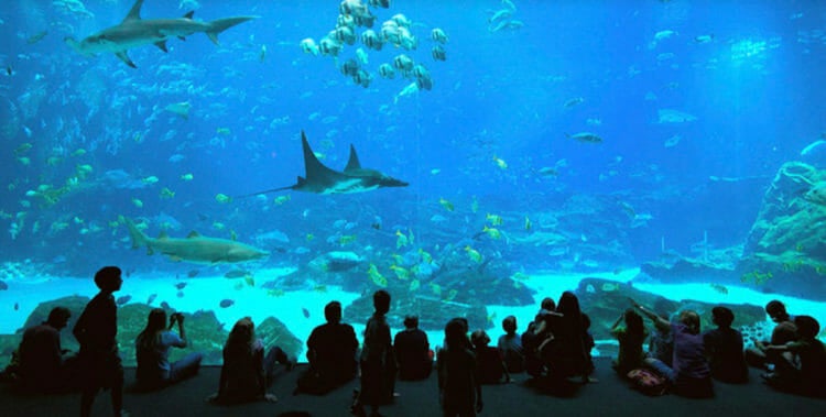 Virtual aquarium tours - compasslost