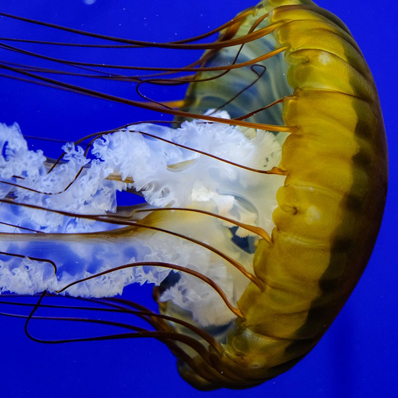 Pacific Sea Nettle Pacific Sea Nettle Jellyfish Sticker
