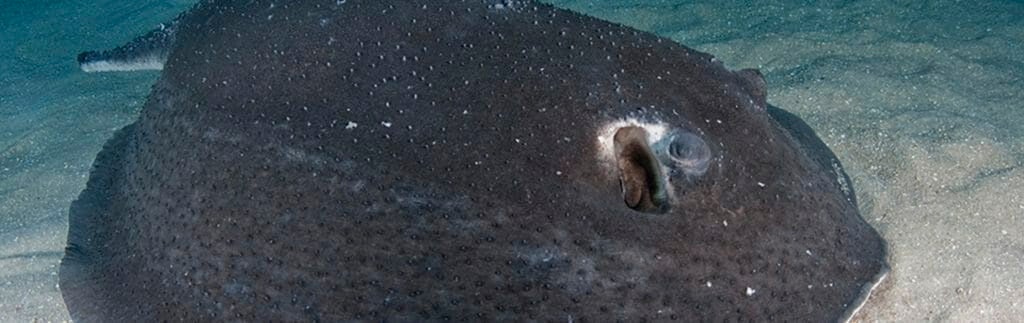 Porcupine Ray - Georgia Aquarium