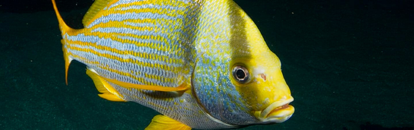 Porkfish - Georgia Aquarium