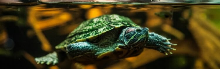 Red-Eared Slider - Georgia Aquarium