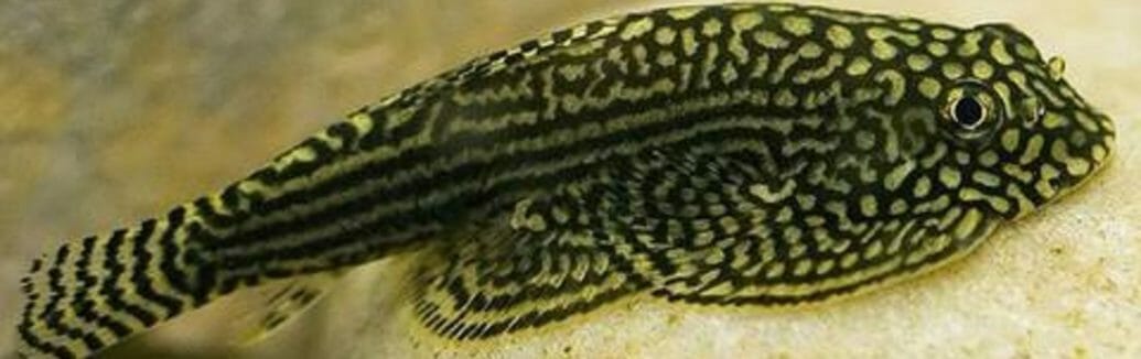 Reticulated Hillstream Loach - Georgia Aquarium