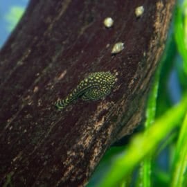 Reticulated Hillstream Loach - Georgia Aquarium