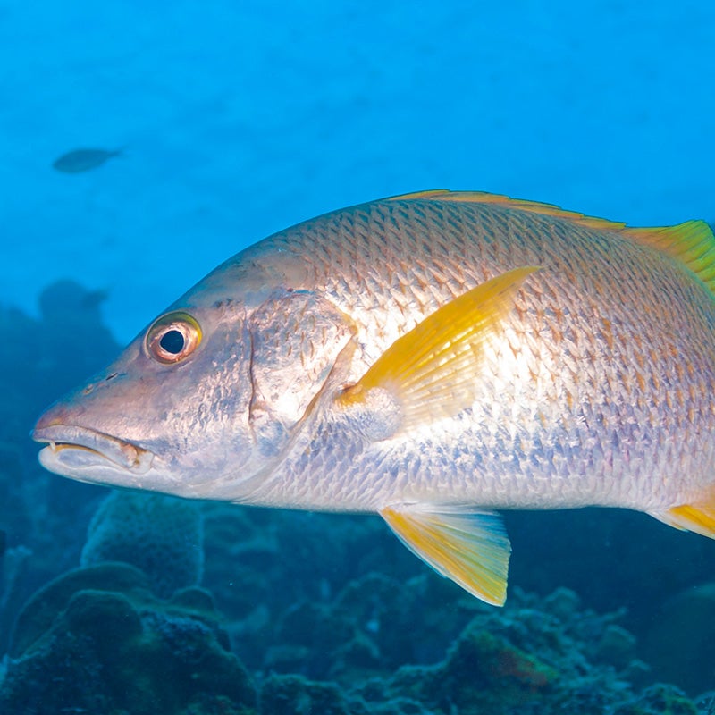 Snapper Fish In Water