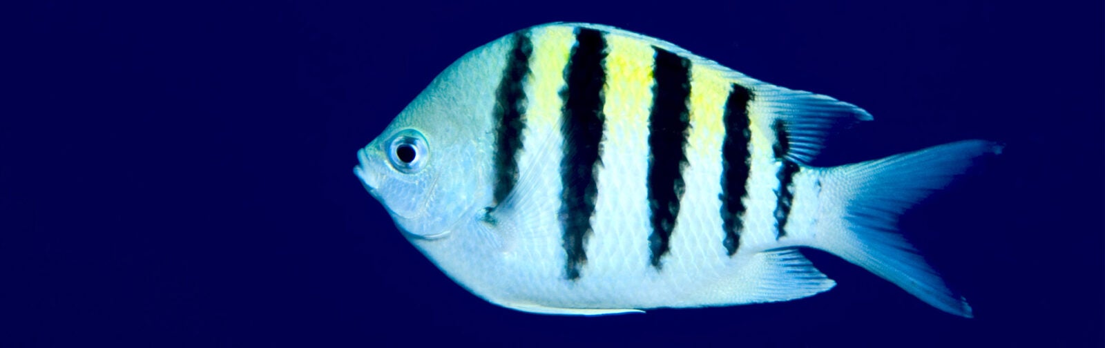 Sergeant Major - Georgia Aquarium