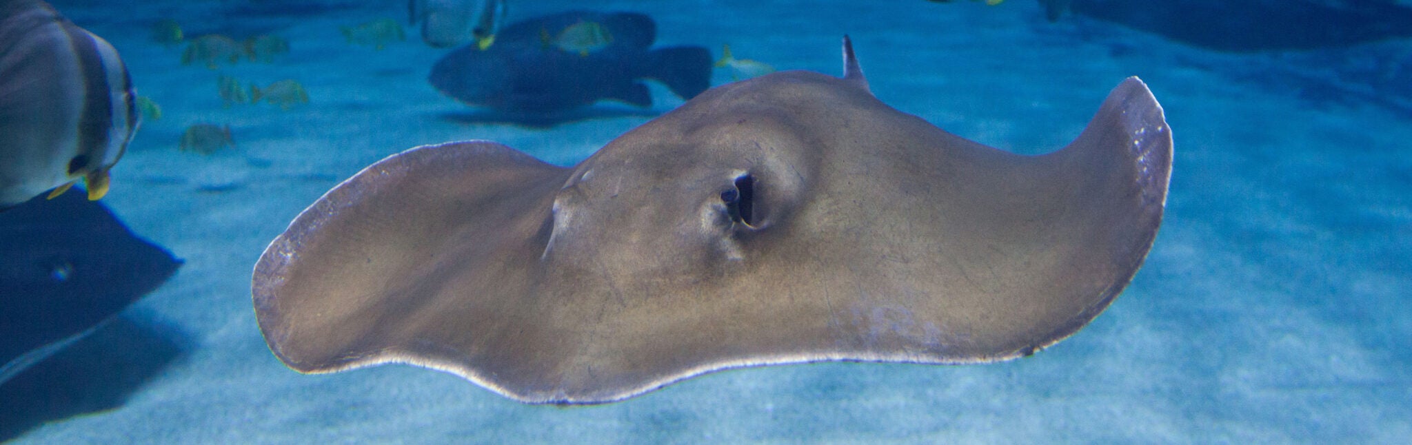 Southern Stingray - Georgia Aquarium