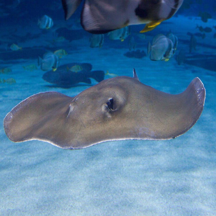 Southern Stingray - Georgia Aquarium