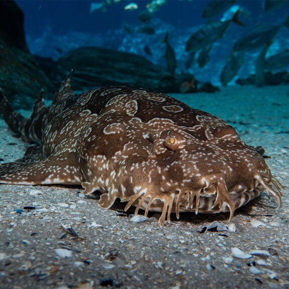 Spotted Wobbegong - Georgia Aquarium