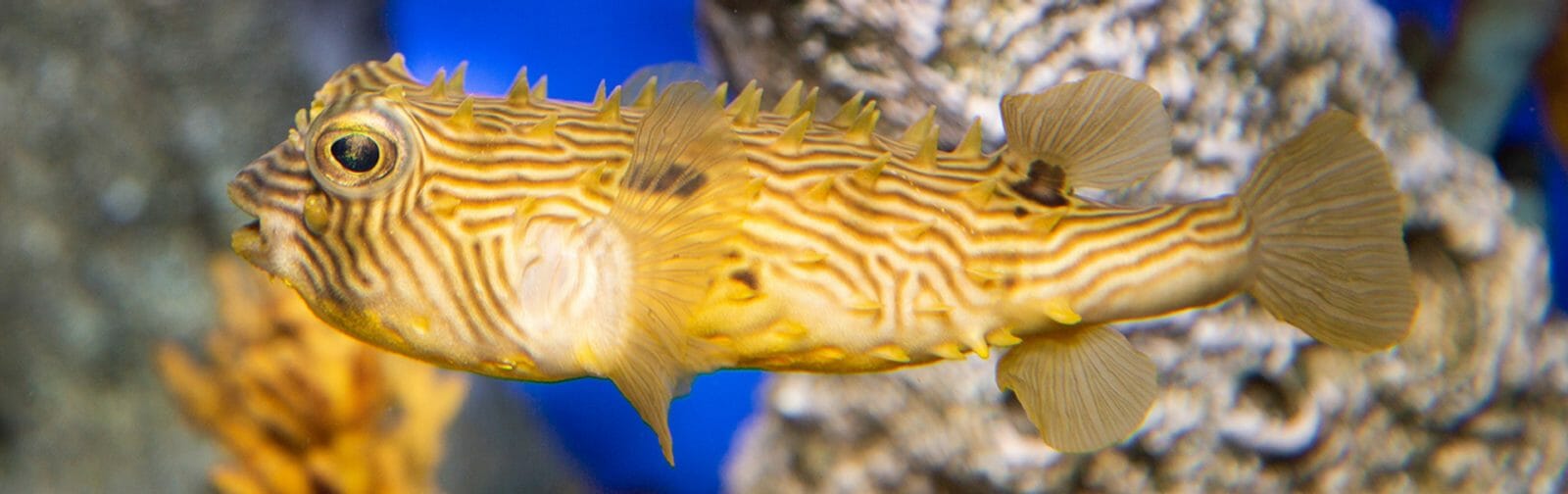 Striped Burrfish - Georgia Aquarium
