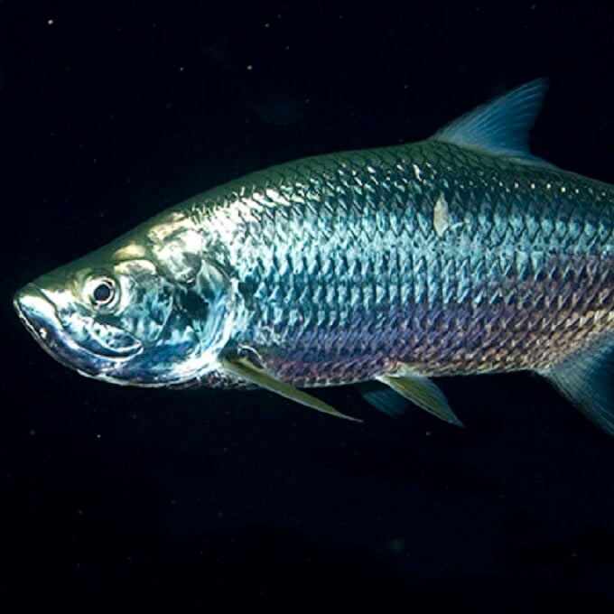 Tarpon - Georgia Aquarium