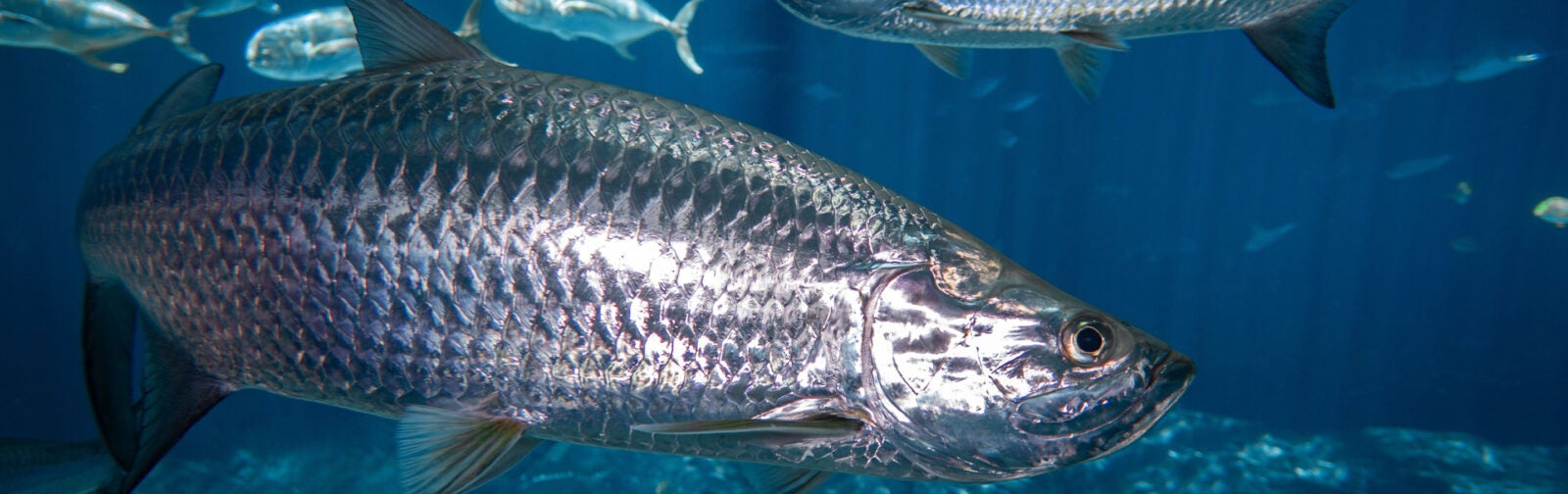 Tarpon - Georgia Aquarium