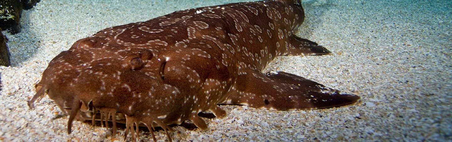 Tasselled Wobbegong - Georgia Aquarium